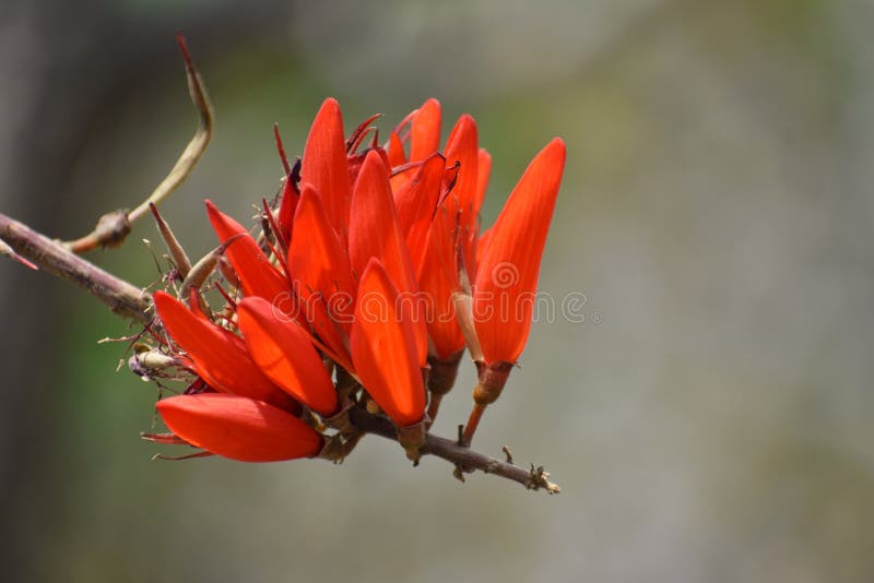 Beautiful Red Coral Flower in Branch Stock Image - Image of flower ...
