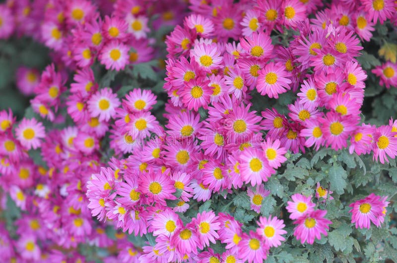 Red Cosmos Flower Background Stock Photo - Image of flower, background ...