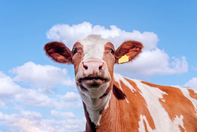 A Beautiful Red Cow Against the Background of the Sky Stock Photo ...