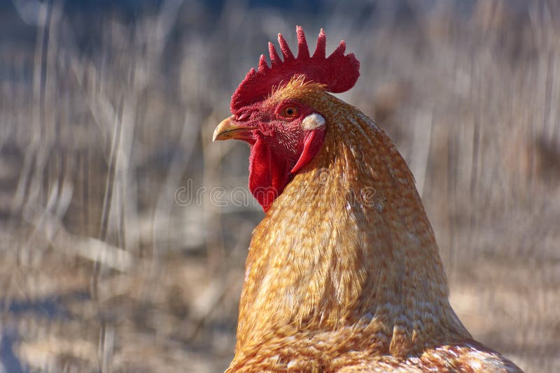 The Beautiful Red Crest of a Rooster 2 Stock Photo - Image of bird ...