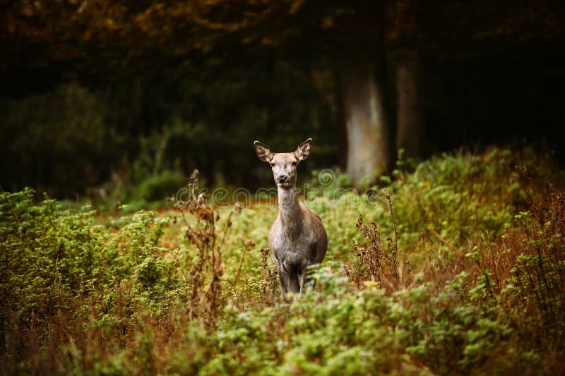 Beautiful Red Deer Hind Standing in Front of the Black Forest Stock ...