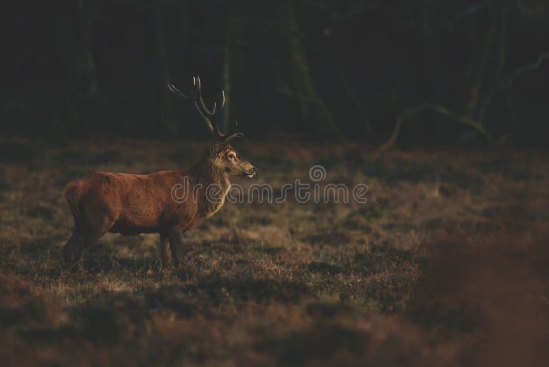 Beautiful Red Deer in Nature during the Daytime Stock Photo - Image of ...