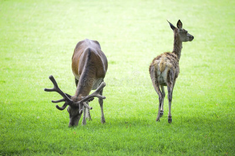 Beautiful Red Deer Stag and Doe in Bright Summer Sunlight Grazing in ...