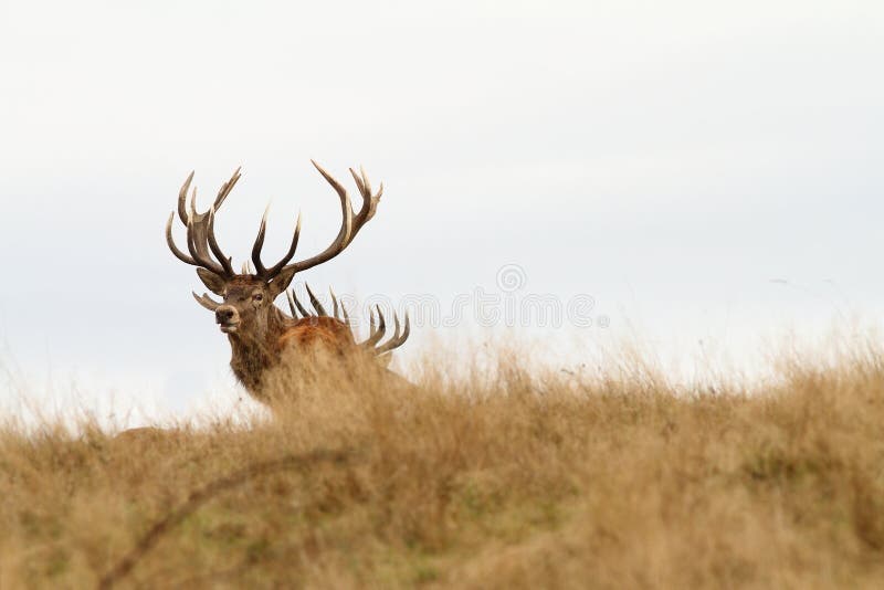Beautiful Red Deer Stag Looking at Camera Stock Image - Image of ...