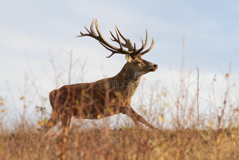 Beautiful Red Deer Stag on the Run Stock Image - Image of horned, bull ...