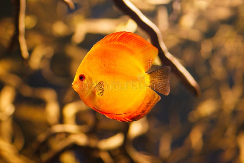 Beautiful Red Discus Swimming in an Aquarium Close-up. Stock Image ...