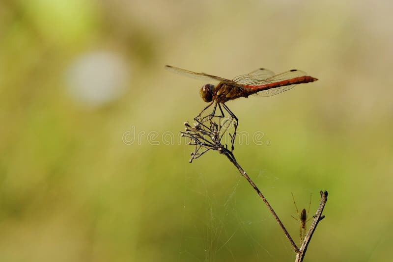 Beautiful Red Dragonfly on a Branch in Summer Stock Photo - Image of ...
