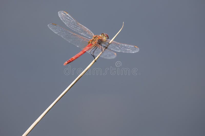 Beautiful Red Dragonfly Sit on the Point of a Thin Reed Stock Photo ...