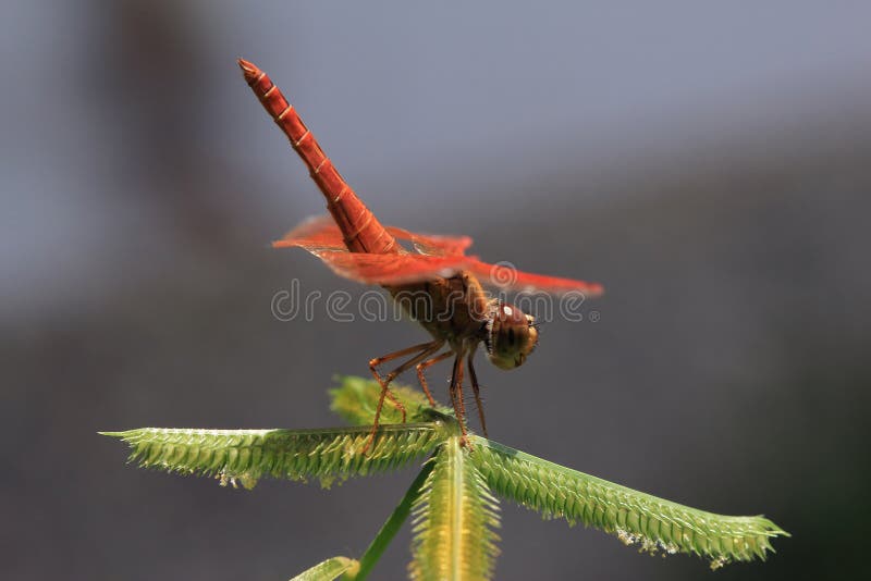 Beautiful red dragonfly stock image. Image of green, wildlife - 41336627