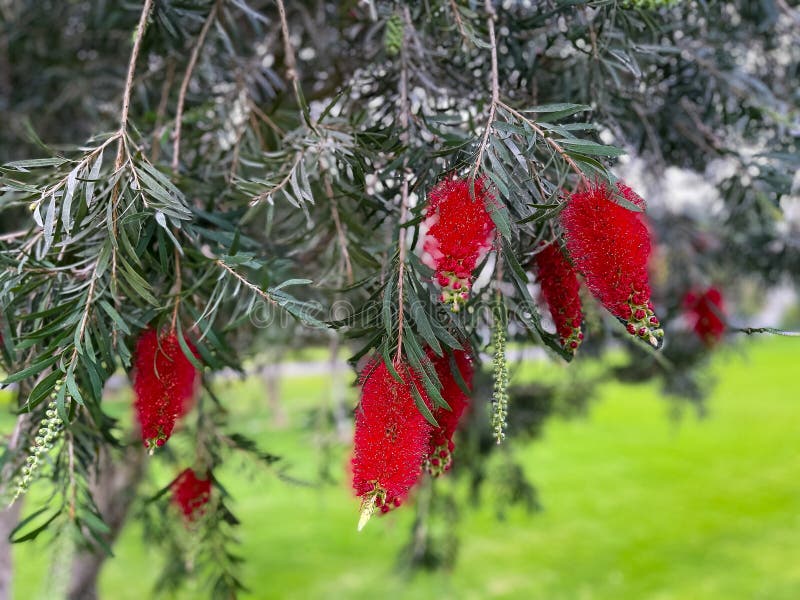 Beautiful Red Drooping Flowers of a Weeping Bottlebrush Tree Stock ...
