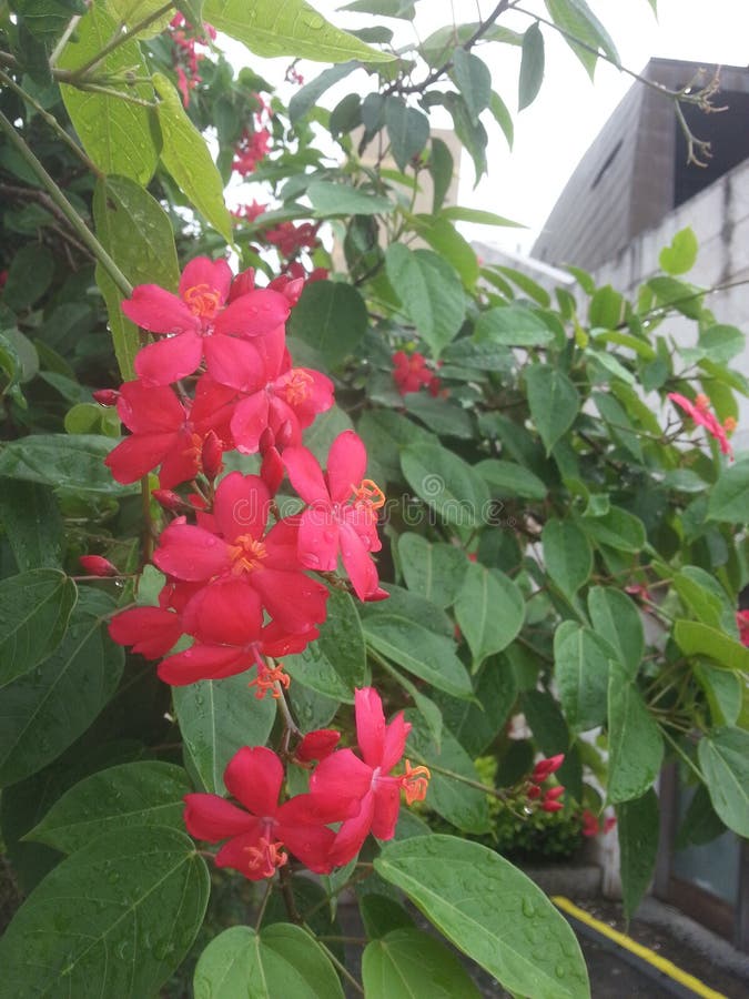 Beautiful Red Dutch Jasmine Blooming in the Garden Stock Photo - Image ...