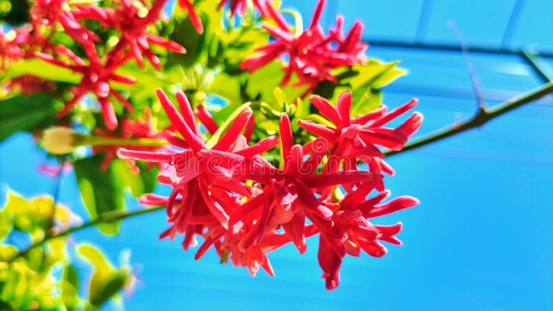 Beautiful Red Dutch Jasmine Flowers Stock Image - Image of beautiful ...