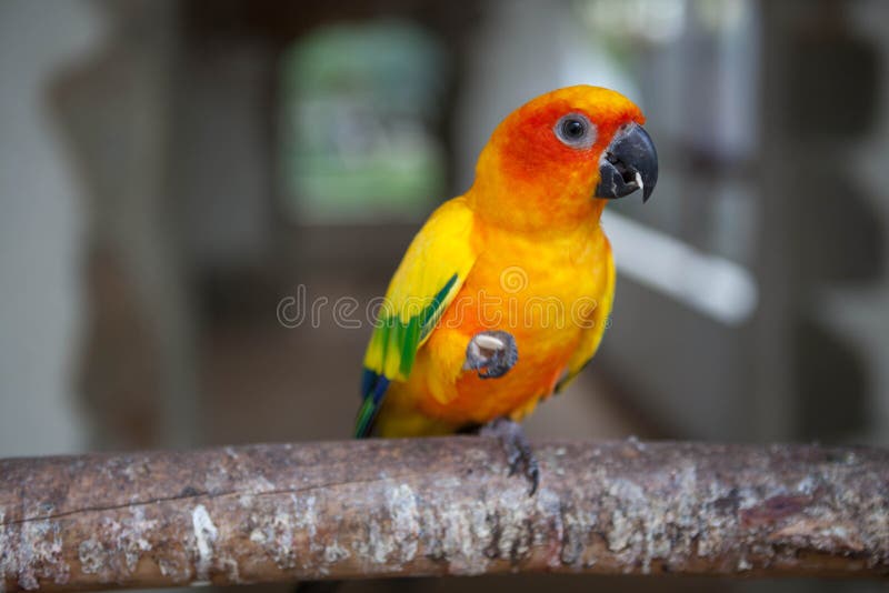 Beautiful Red Eclectus Parrot Sitting on a Perch. Stock Photo - Image ...