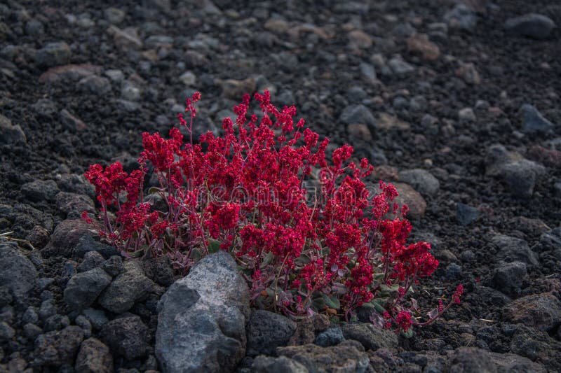 Beautiful Red Elf Orpine (Diamorpha) Flowers Growing on the Rocks Stock ...
