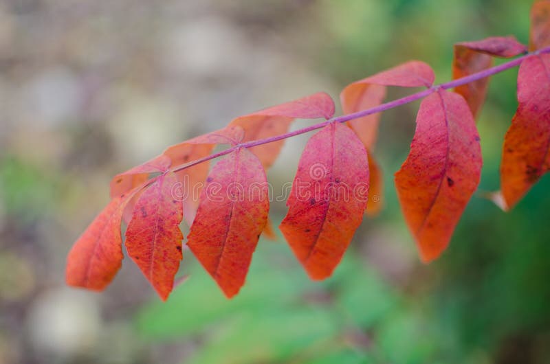 Beautiful Red Fall Color Leaf , Isolated on Blurred Background Stock ...