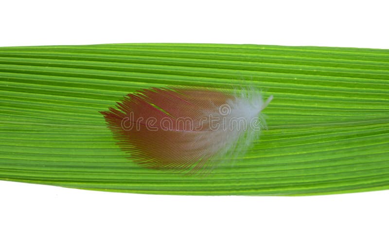 Beautiful Red Feather Isolated on a Leaf Stock Photo - Image of concept ...