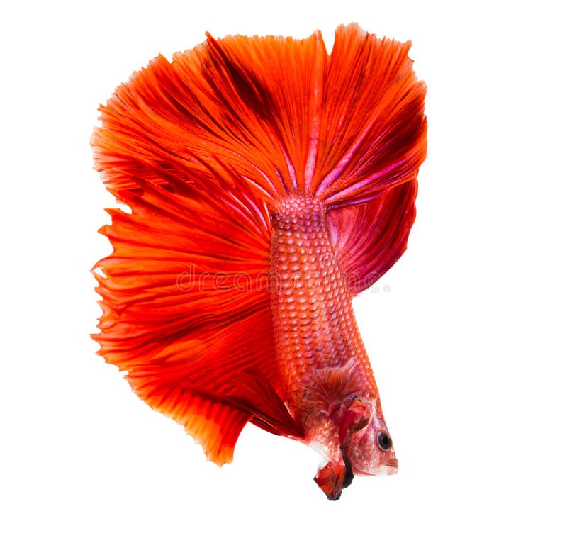 Beautiful Red Fighting Fish Stock Image - Image of beauty, macro: 61520505