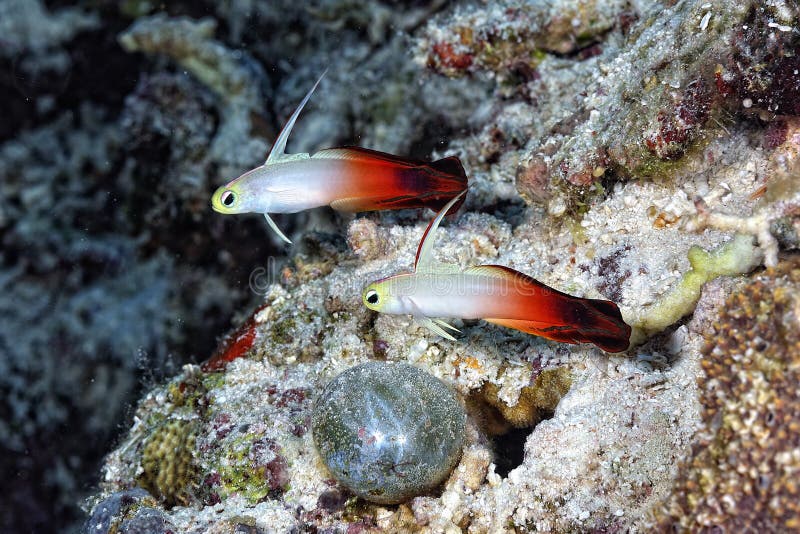 A beautiful red fire goby stock image. Image of aquarium - 223964063