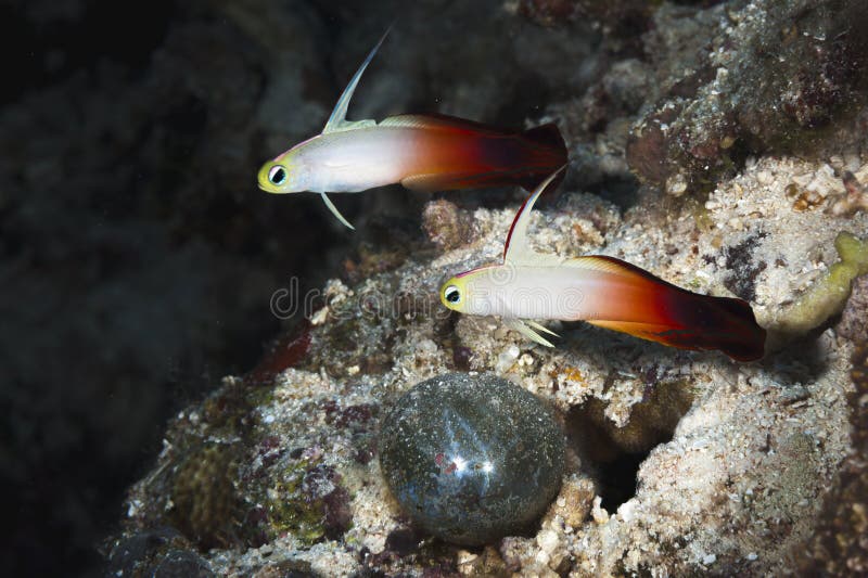A beautiful red fire goby stock image. Image of swim - 313861429