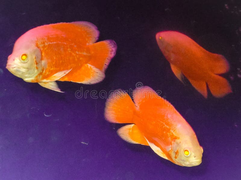 Beautiful red fish stock image. Image of waters, beautiful - 137847057