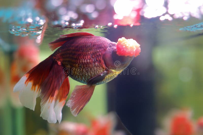 Red goldfish in aquarium stock image. Image of animal - 35120837