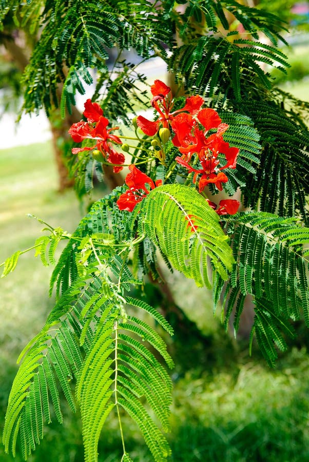 Beautiful red flower stock image. Image of plant, bush - 12601853
