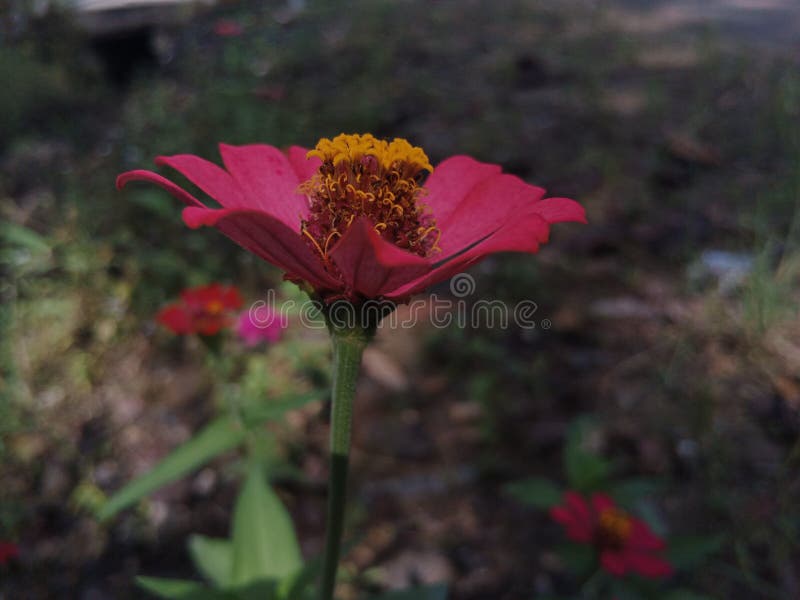 Beautiful Red Flower with Angle from the Side Stock Photo - Image of ...