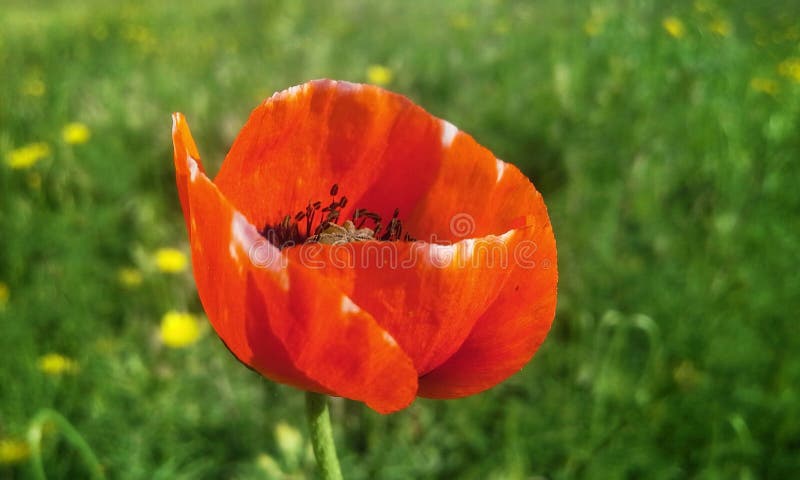 Bright Red Poppy Head with Center Detail. Stock Image - Image of botany ...