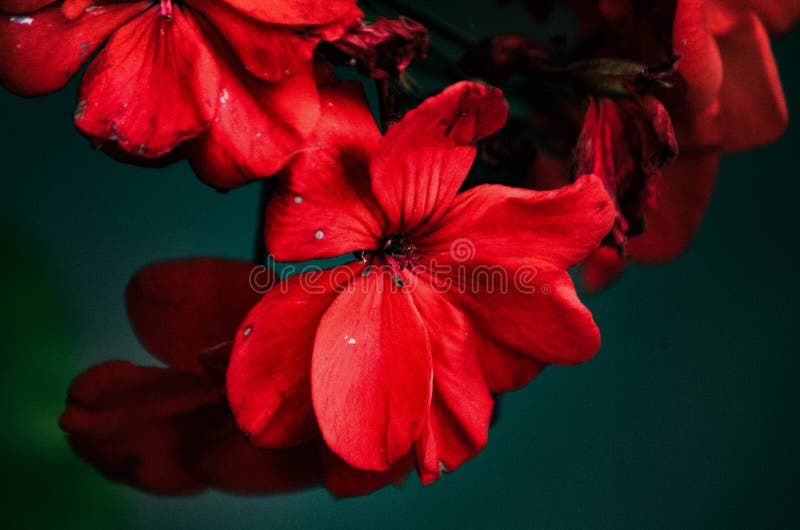 Beautiful Red Flower Cluster Stock Photo - Image of botanical, flower ...