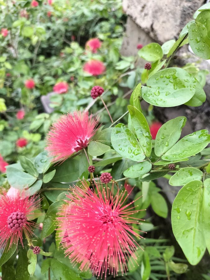 Beautiful Red Flower on the Edge of the Cliff Stock Photo - Image of ...