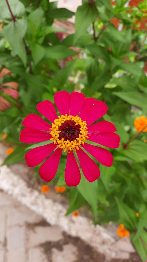 Beautiful Red Flower in the Garden Stock Photo - Image of flower ...