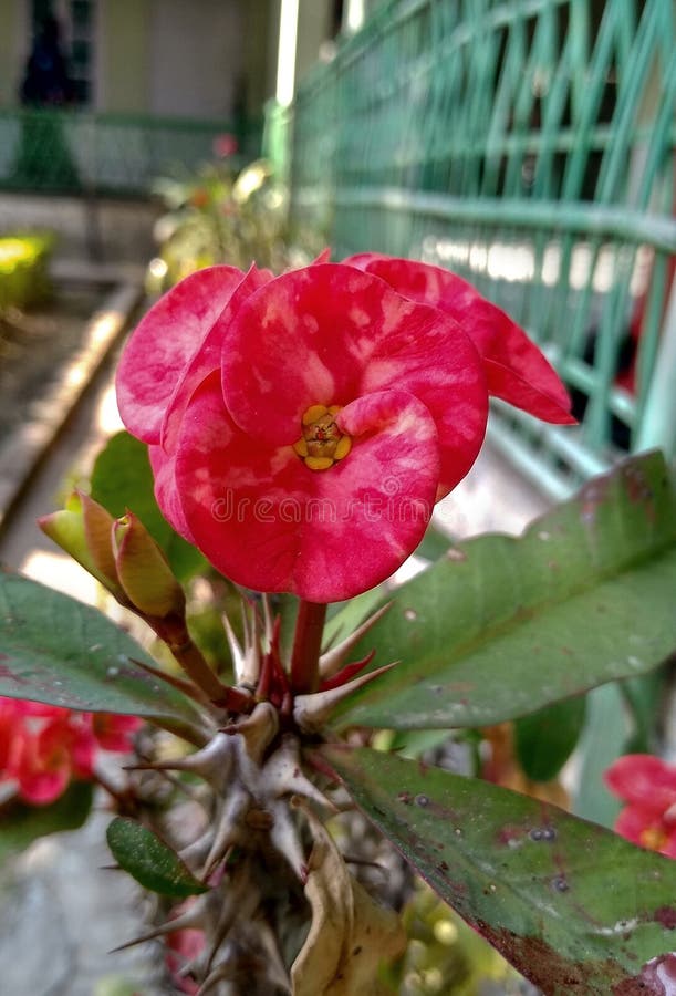Beautiful Red Flower Garden in Assam State, India. Stock Image - Image ...