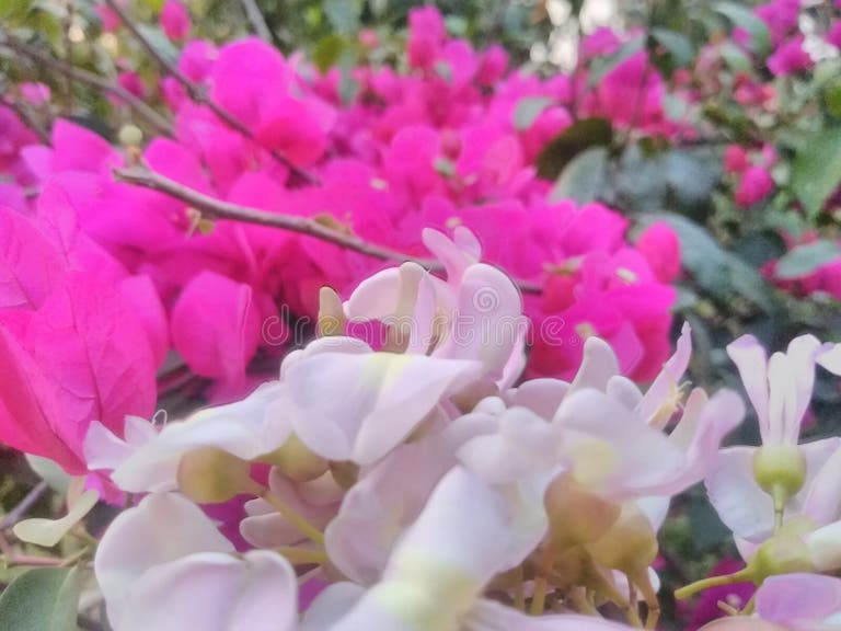 Beautiful Red Flower,gate Phool Wallpaper Image Stock Photo - Image of ...