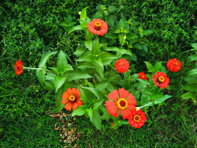 Beautiful Red Flower Grow Up in Garden Stock Photo - Image of tree ...