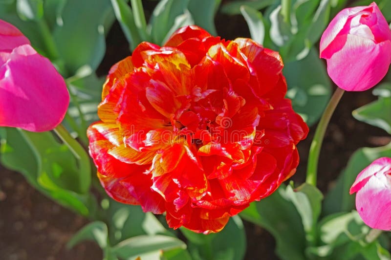 Beautiful red flower stock image. Image of bright, couple - 181601837