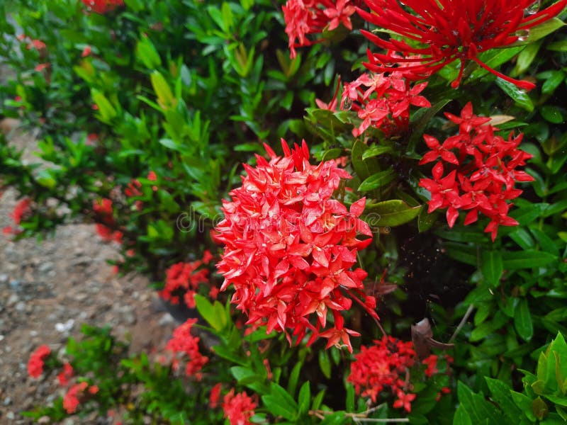 Beautiful Red Flower Layout with Green Leaves. Natural Concept Stock ...