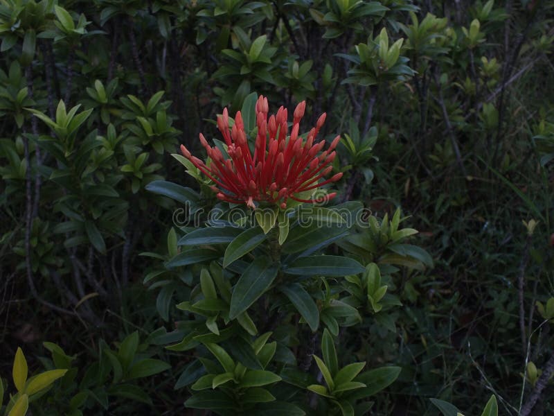 Red Flower, Central Java Indonesia Stock Photo - Image of botany, flora ...