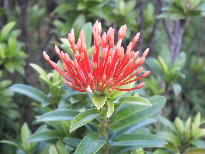Red Flower, Central Java Indonesia Stock Image - Image of bloom, green ...