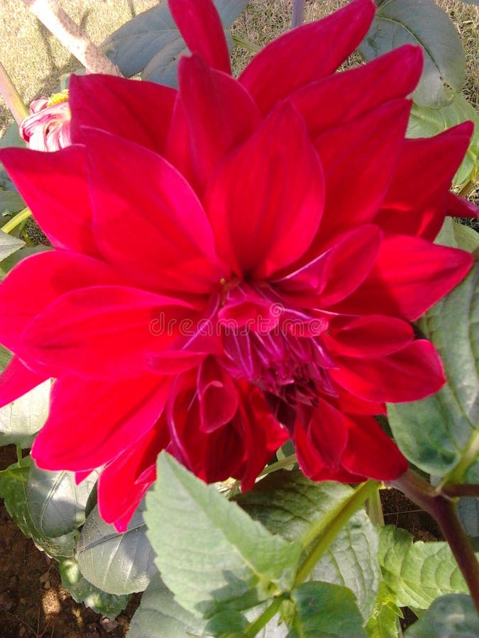 Beautiful red flower stock image. Image of attractive - 156787299