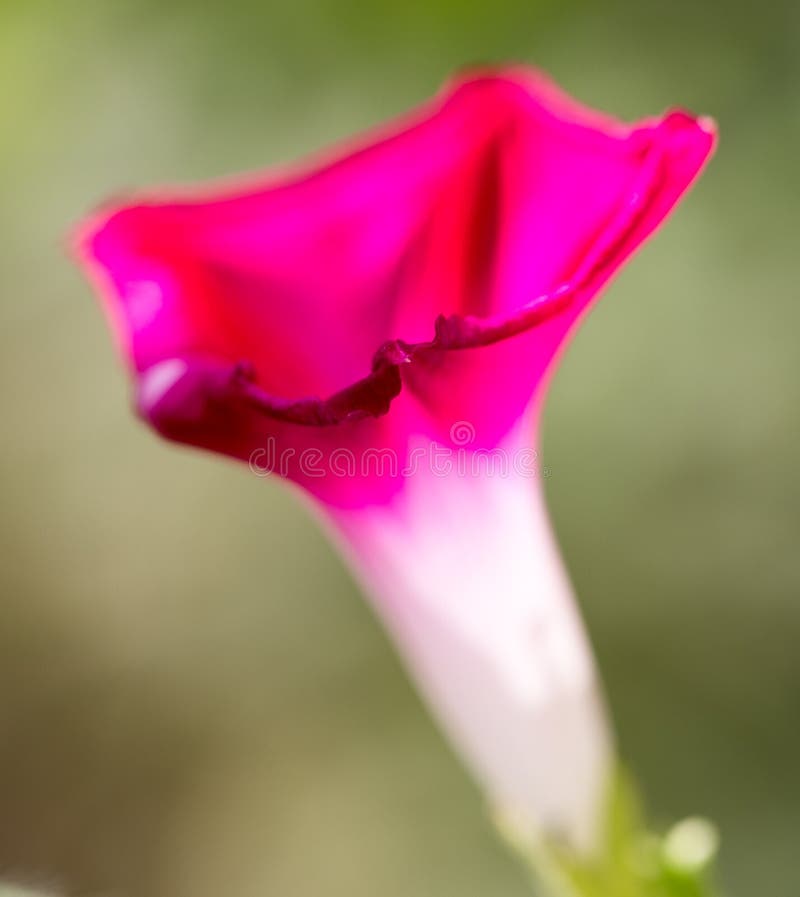 Beautiful Red Flower in Nature Stock Image - Image of beauty, flora ...