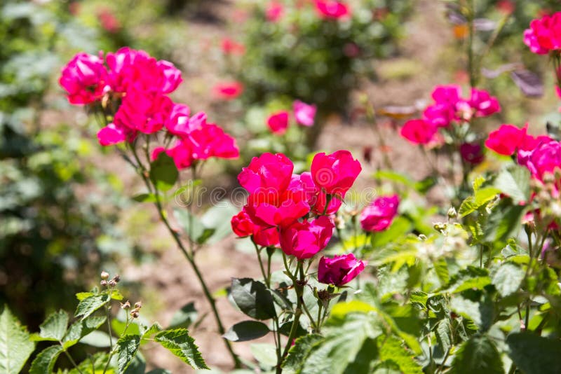 Beautiful Red Flower in Nature Stock Image - Image of garden, blossom ...