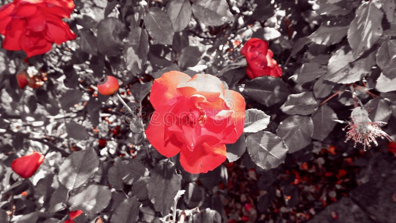 Pompous Stock Photos - Download 2,058 Royalty Free Photos