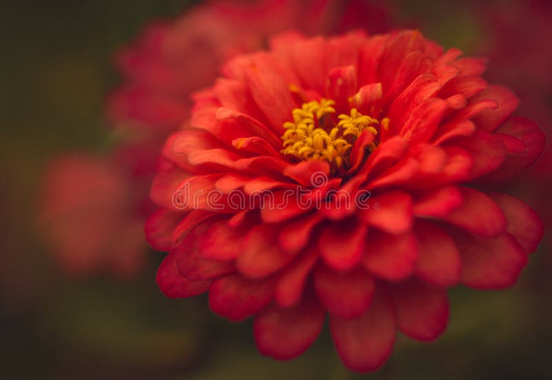 Beautiful Red Flower with Soft Green Background Stock Photo - Image of ...