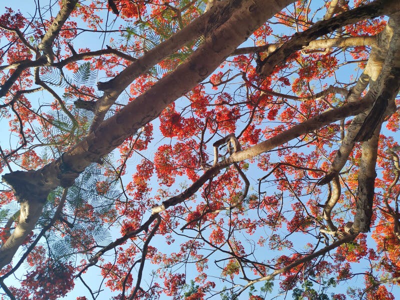 Beautiful Red Flower Tree Background Stock Photo - Image of beautiful ...