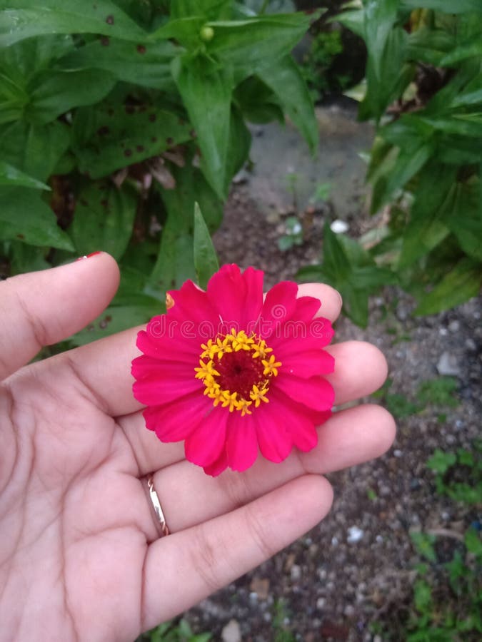 Beautiful Red Flower for You Stock Image - Image of pink, leaf: 265382103