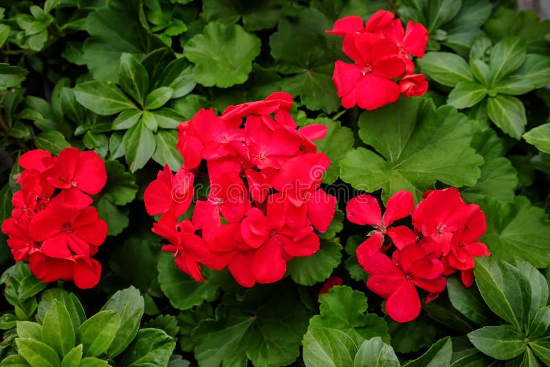 Beautiful red flowers stock photo. Image of flora, flowers - 151268778