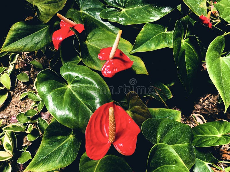 Beautiful Red Flowers Anthurium Andre Stock Image - Image of nature ...