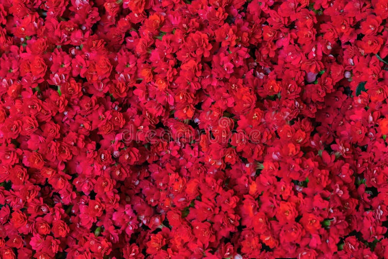 Beautiful Red Flowers. Background with Red Decorative Flowers Stock ...