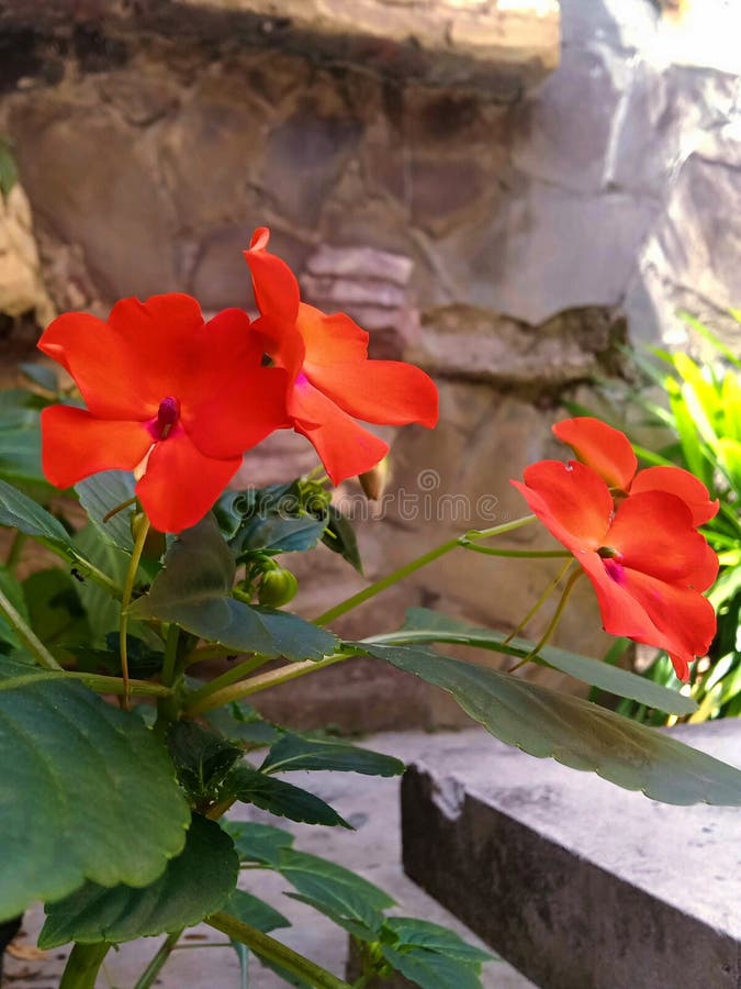 Beautiful Red Flowers Bloom Behind the House Stock Photo - Image of ...