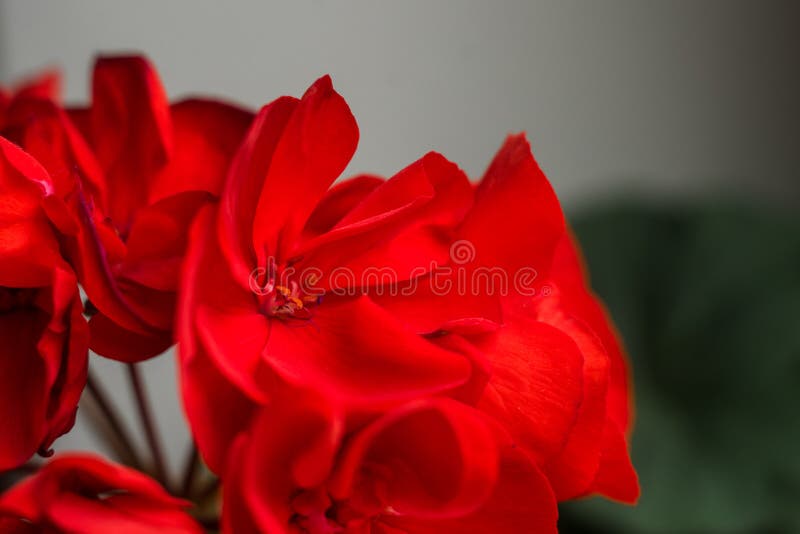 Beautiful Red Flowers with Buds in Spring Stock Photo - Image of ...
